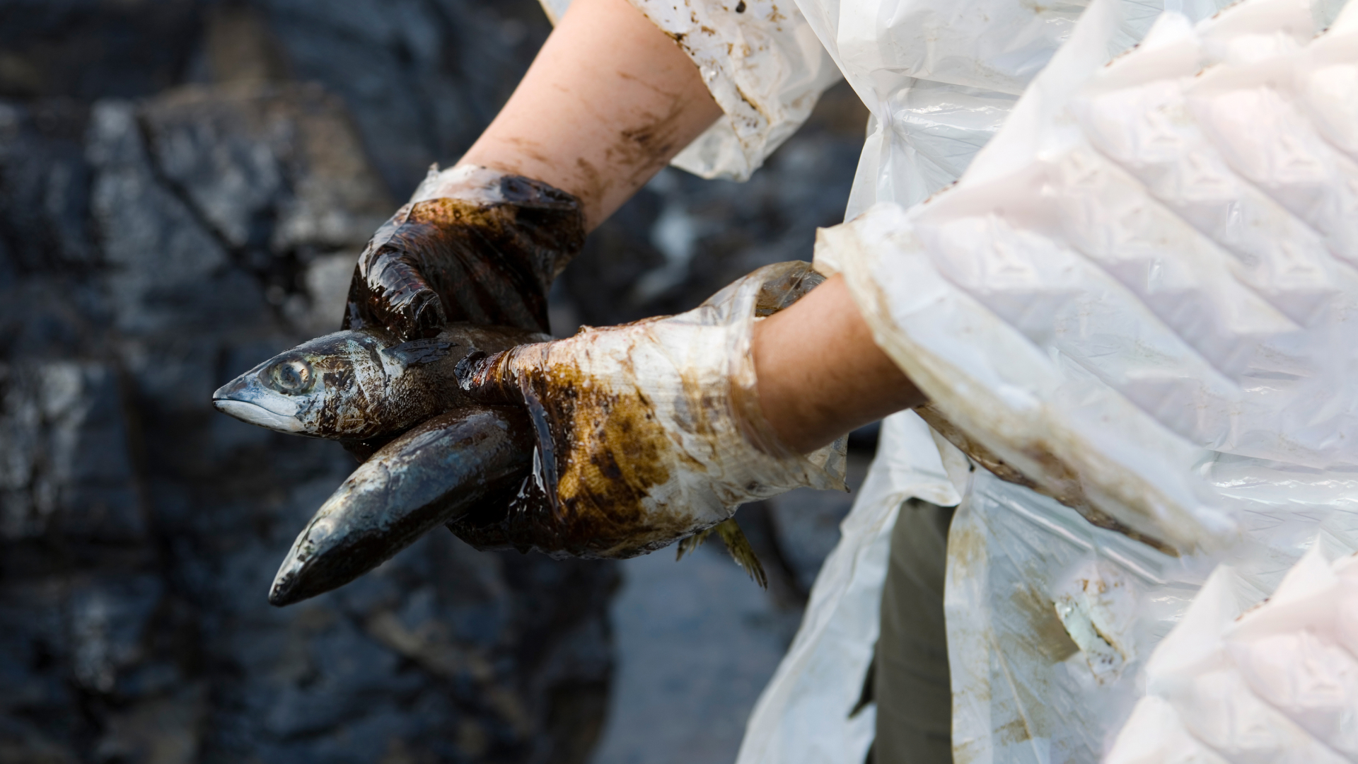 지구촌 기후 SSUL | 탄소중립 : 탄소중립 정책포털