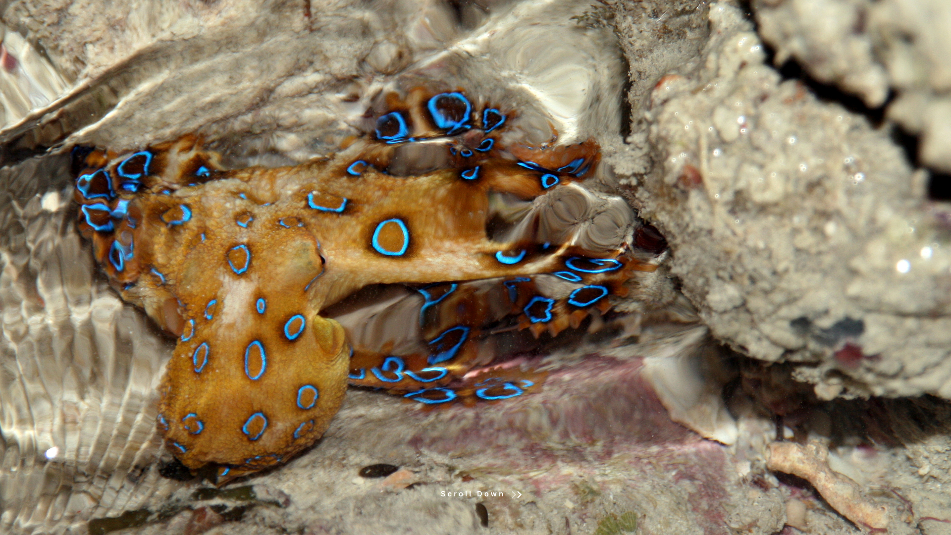 지구촌 기후 SSUL | 탄소중립 : 탄소중립 정책포털