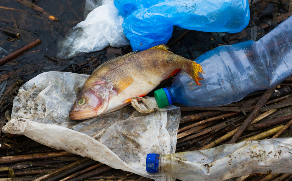 지구촌 기후 SSUL | 탄소중립 : 탄소중립 정책포털